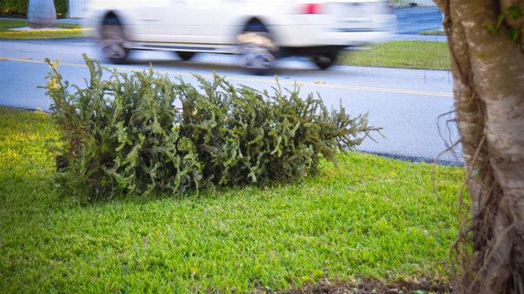 Place real Christmas trees curbside or drop them off – Welcome to the ...